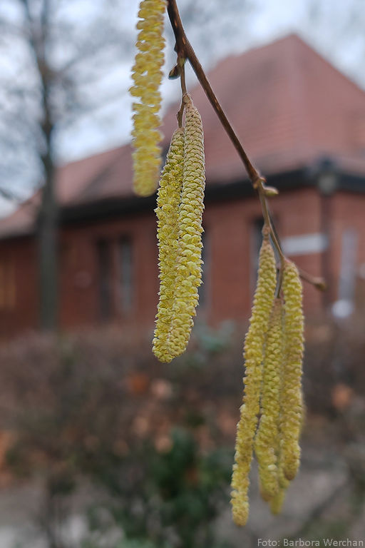 Erstes Pollenflug-Update im Jahr 2025: Stiftung Deutscher ...