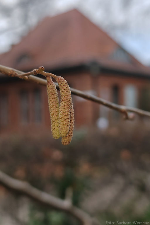 Erstes Pollenflug-Update im Jahr 2025: Stiftung Deutscher ...