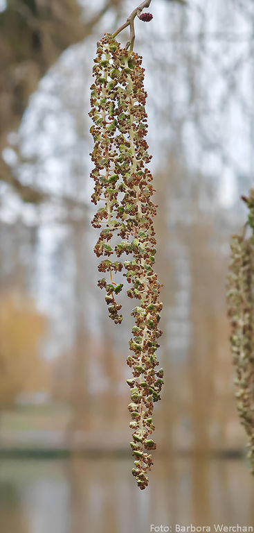 Erstes Pollenflug-Update im Jahr 2025: Stiftung Deutscher ...