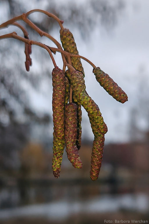 Erstes Pollenflug-Update im Jahr 2025: Stiftung Deutscher ...
