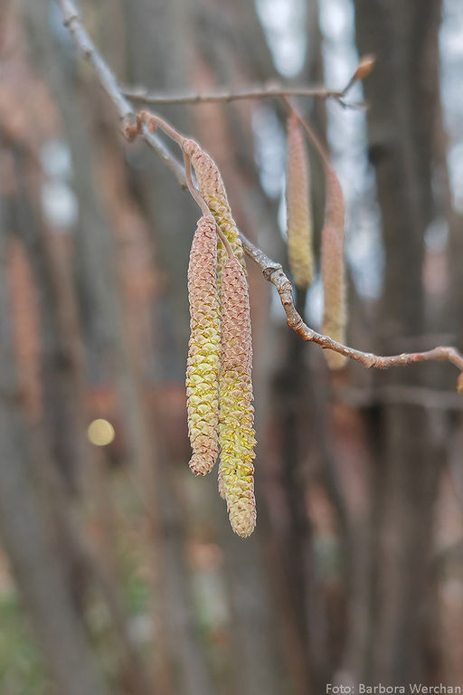 Erstes Pollenflug-Update im Jahr 2025: Stiftung Deutscher ...